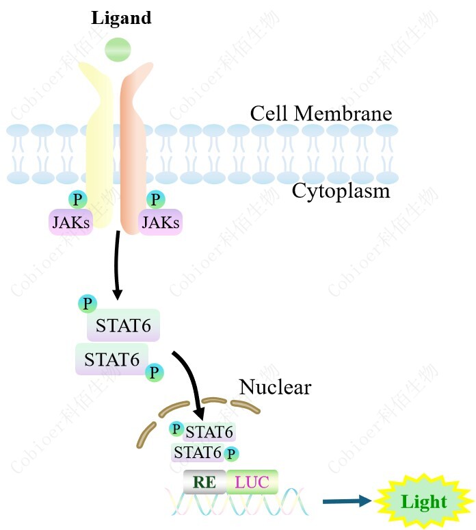 STAT6-Luc/HEK293_药靶模型_南京科佰生物科技有限公司