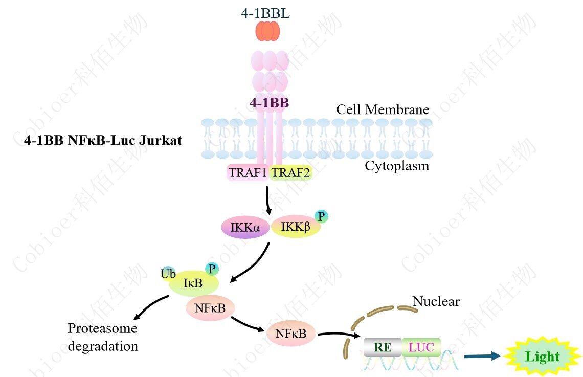 41BB/NFκB-Luc/Jurkat_药靶模型_南京科佰生物科技有限公司