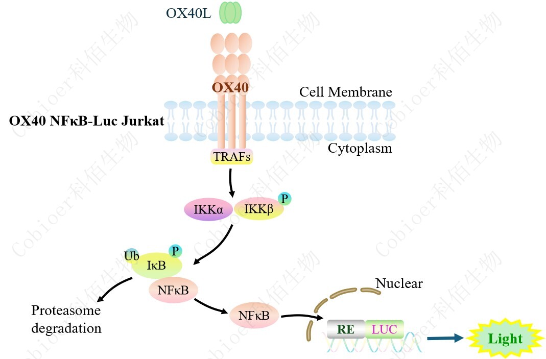 OX40/NFκB-Luc/Jurkat_药靶模型_南京科佰生物科技有限公司