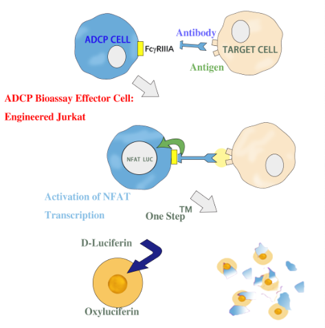 ADCP Bioassay Effector Cell FcγRIIa (R variant) -NFAT/Jurkat_药靶模型_南京科佰 ...