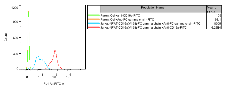 ADCC Bioassay Effector Cell V variant (High Affinity)-Fcγ-NFAT/Jurkat_药 ...