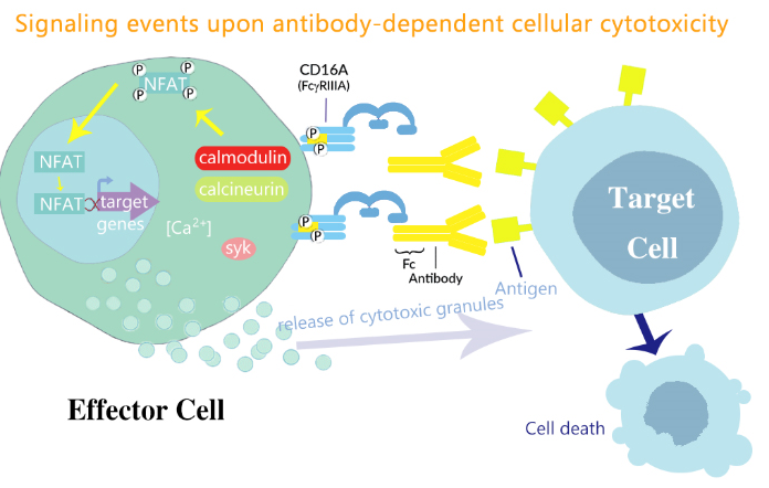 ADCC Bioassay Effector Cell F variant (Low Affinity)- Fcγ-NFAT/Jurkat_药靶模型_南京科佰生物科技有限公司