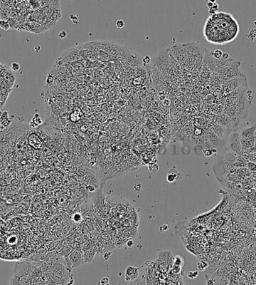 HT-55（人结肠癌细胞）_科研细胞_南京科佰生物科技有限公司