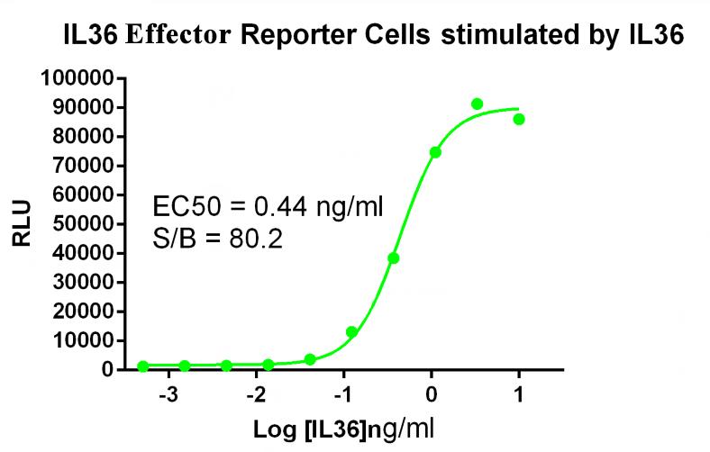 IL36 Effector Reporter Cell_药靶模型_南京科佰生物科技有限公司