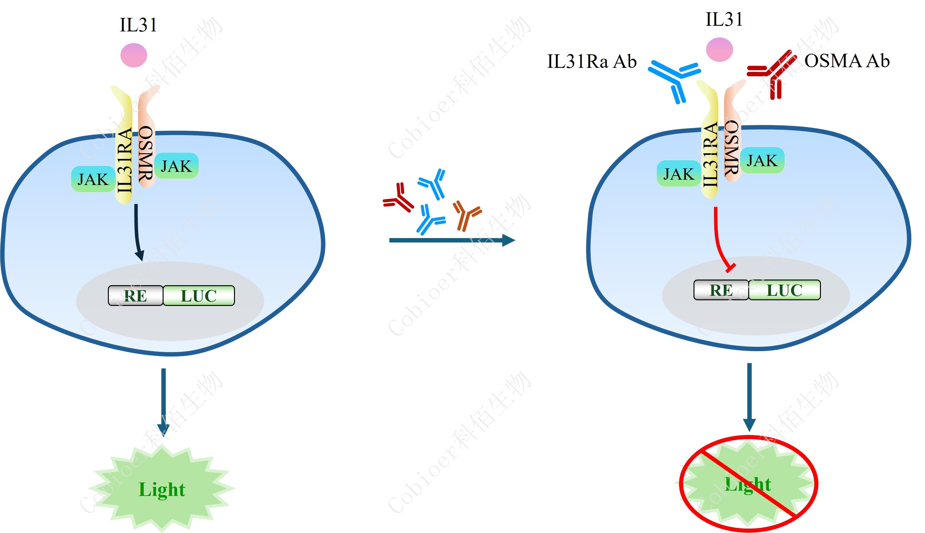 IL31 Effector Reporter Cell_药靶模型_南京科佰生物科技有限公司