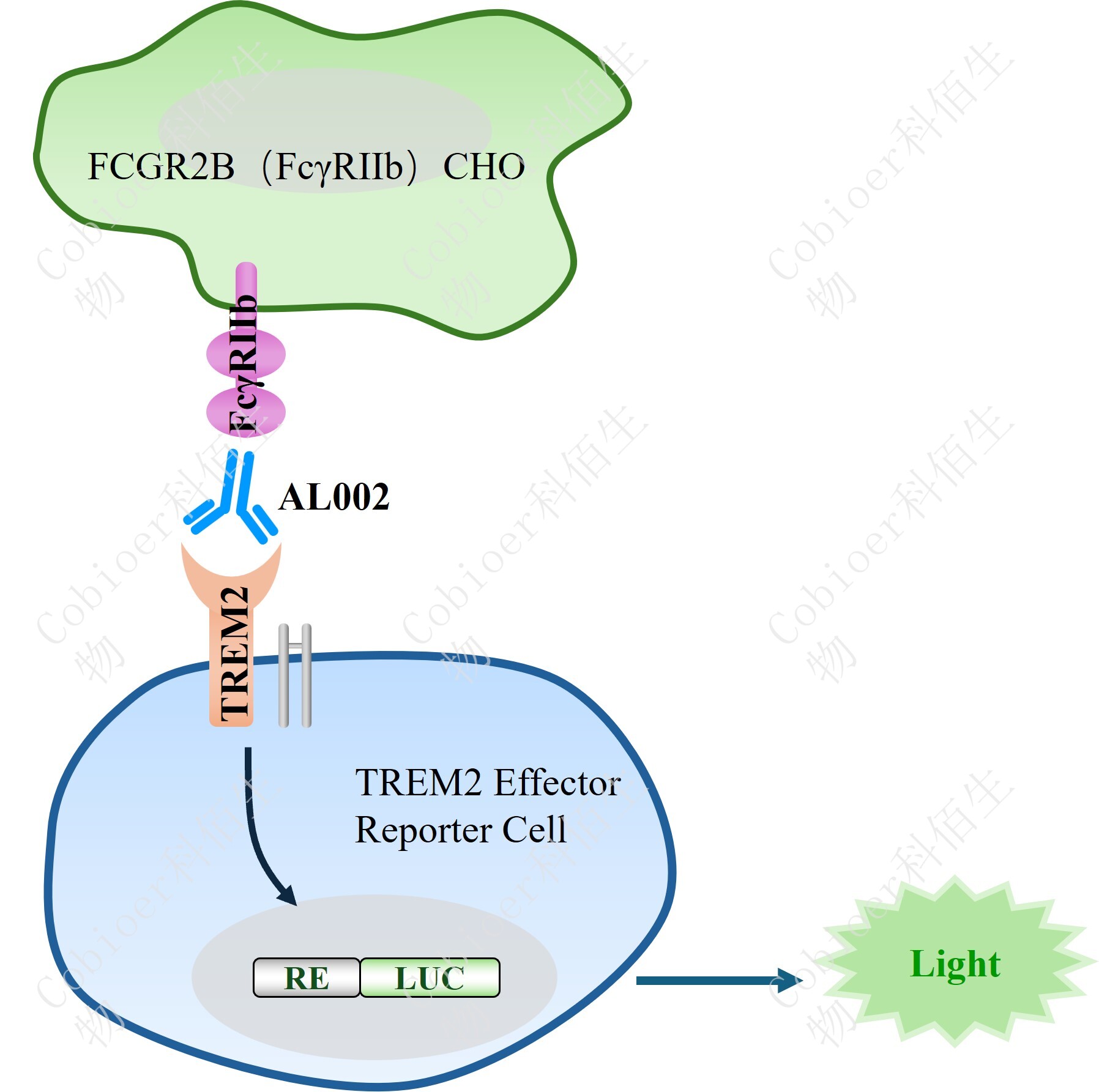 TREM2 Effector Reporter Cell_药靶模型_南京科佰生物科技有限公司