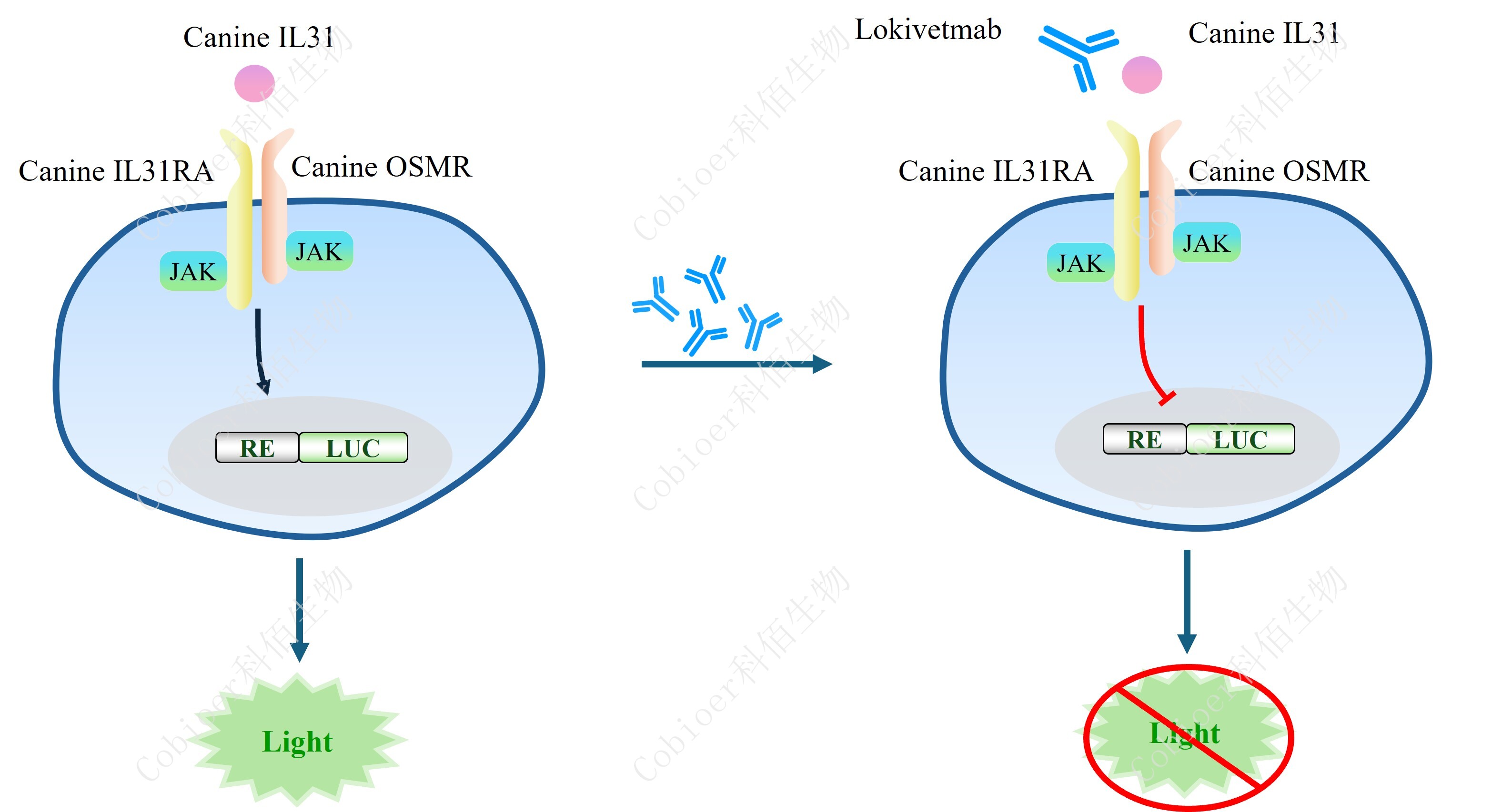 Canine IL31 Effector Reporter Cell_药靶模型_南京科佰生物科技有限公司