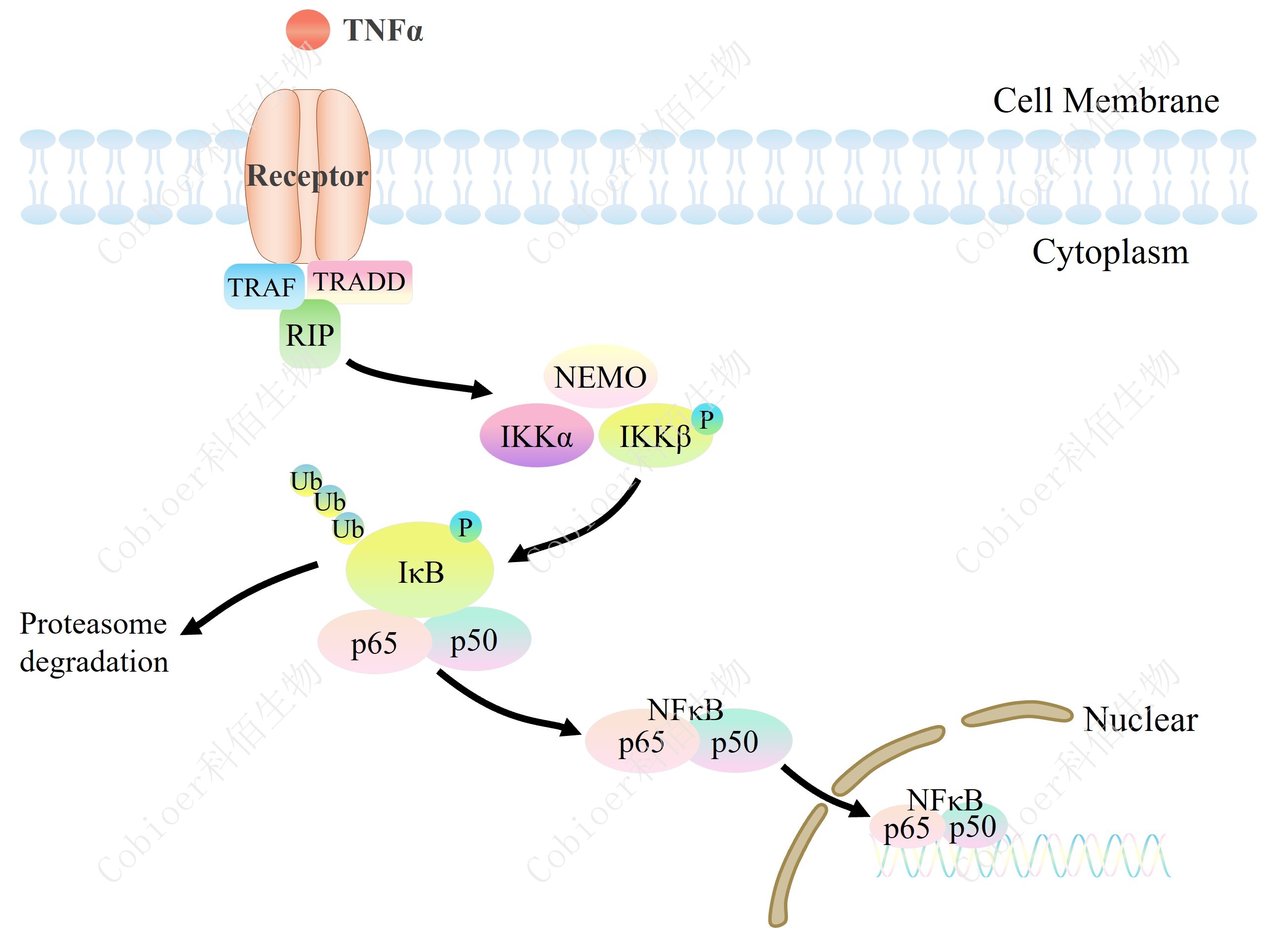 NFκB-Luc/THP-1_药靶模型_南京科佰生物科技有限公司