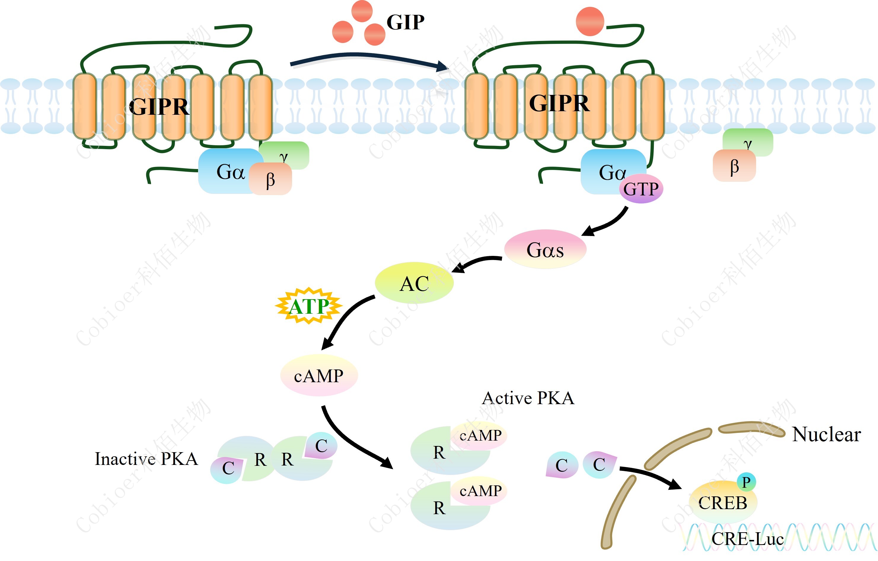 GIPR/CRE-Luc/HEK293_药靶模型_南京科佰生物科技有限公司