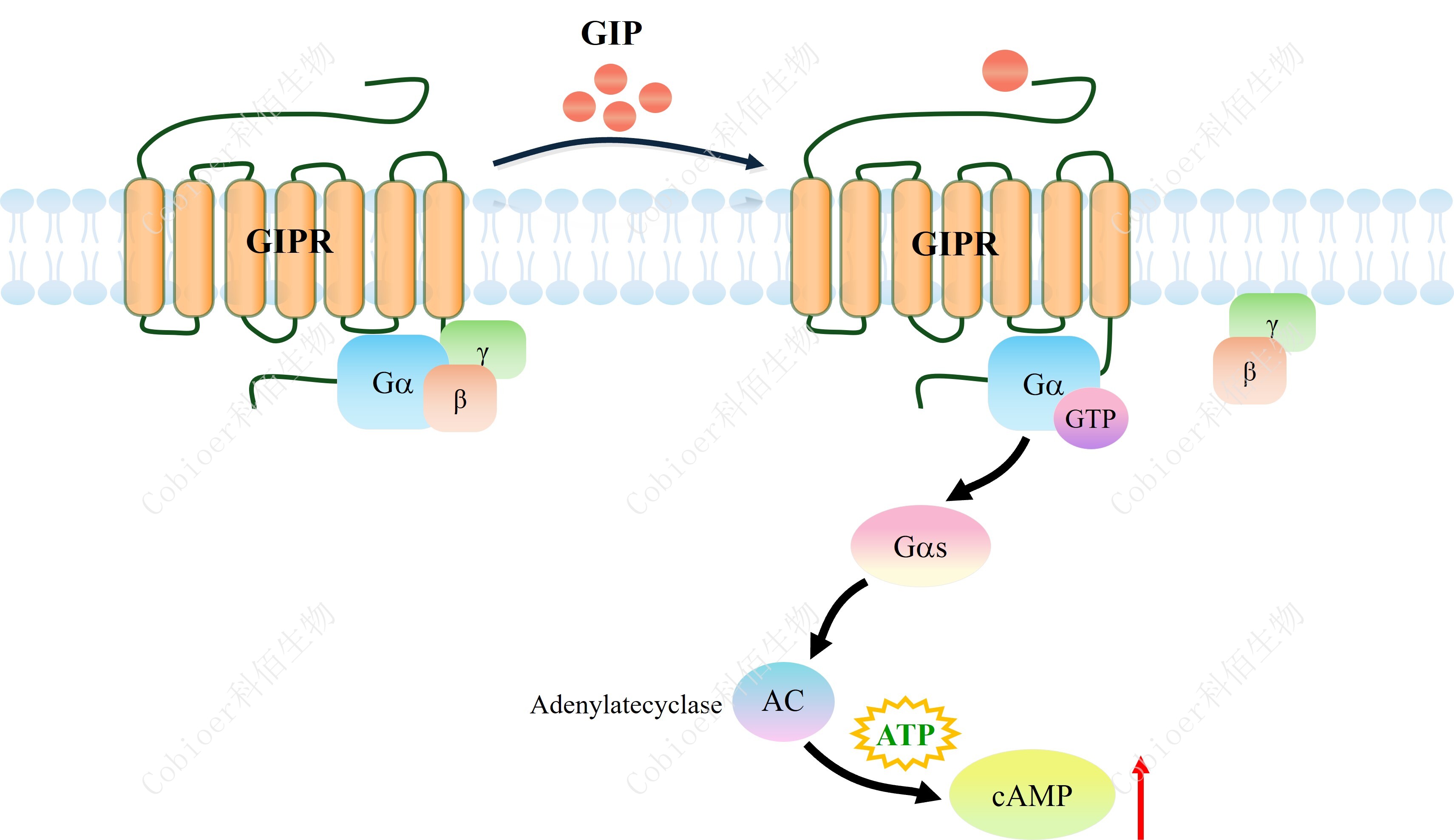 Cyno GIPR/CHO_药靶模型_南京科佰生物科技有限公司