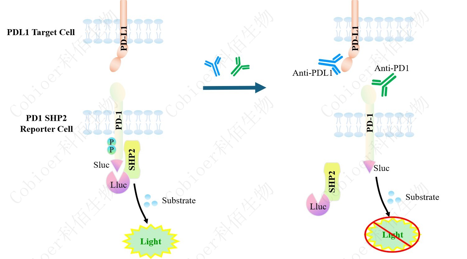 PD1/SHP2 Reporter Cell_药靶模型_南京科佰生物科技有限公司