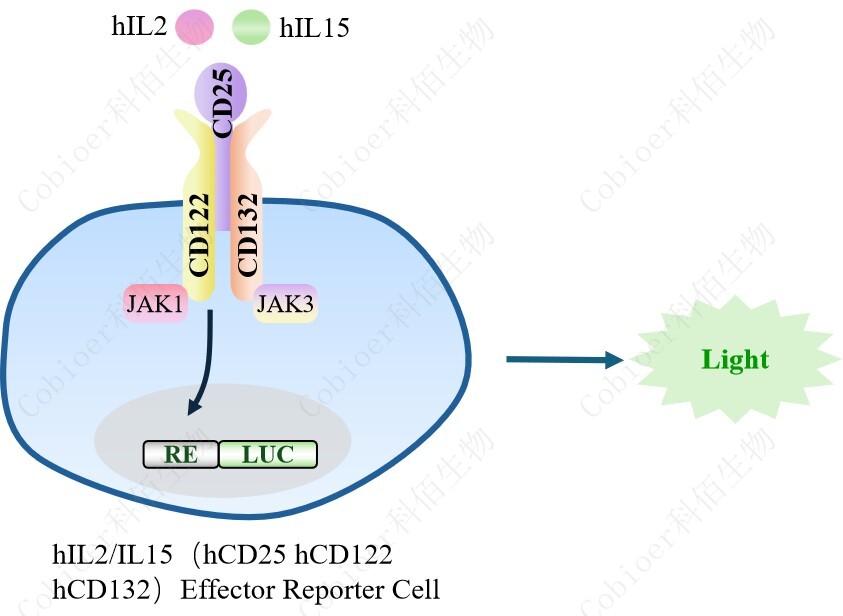 hIL2/IL15 Dual Effector(hCD25/hCD122/hCD132) Reporter Cell_药靶模型_南京科佰生物 ...