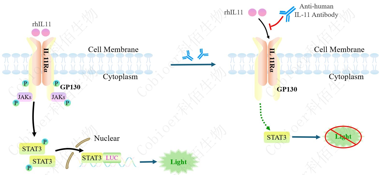 hIL11 Effector Reporter Cell_药靶模型_南京科佰生物科技有限公司
