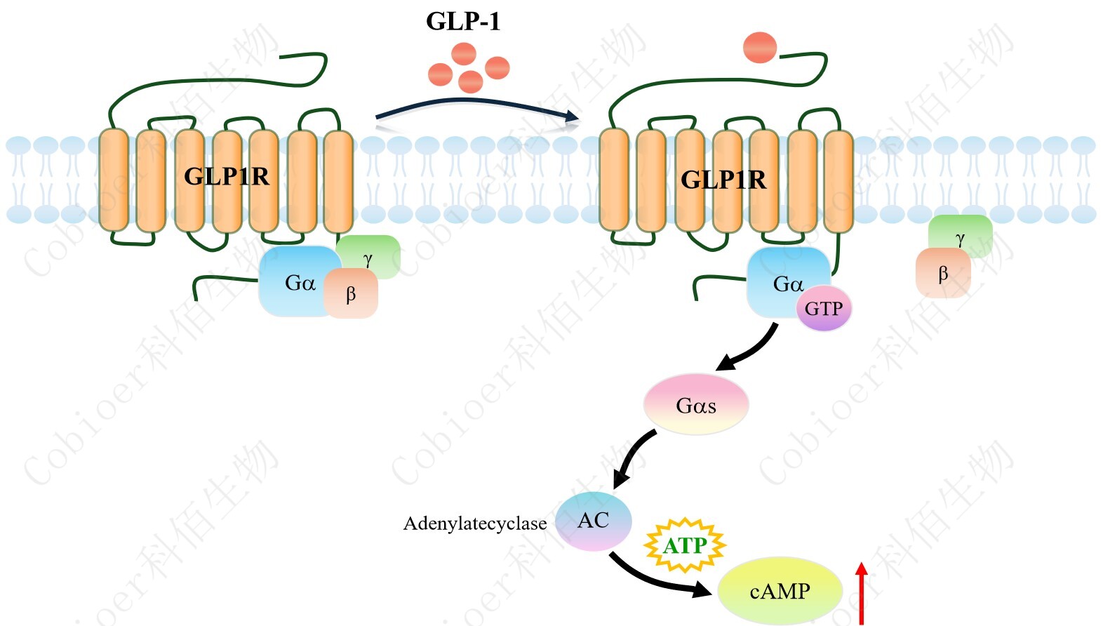 GLP1R/CHO_药靶模型_南京科佰生物科技有限公司