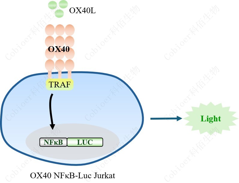 OX40/NFκB-Luc/Jurkat_药靶模型_南京科佰生物科技有限公司