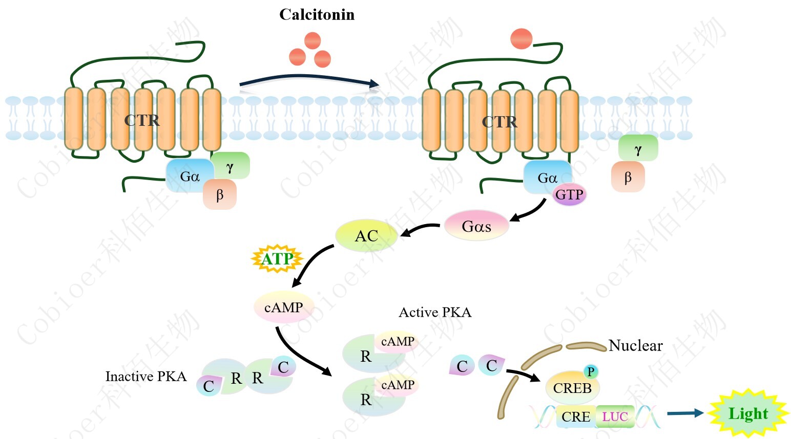 CTR(CALCR)/CRE-Luc/HEK293_药靶模型_南京科佰生物科技有限公司