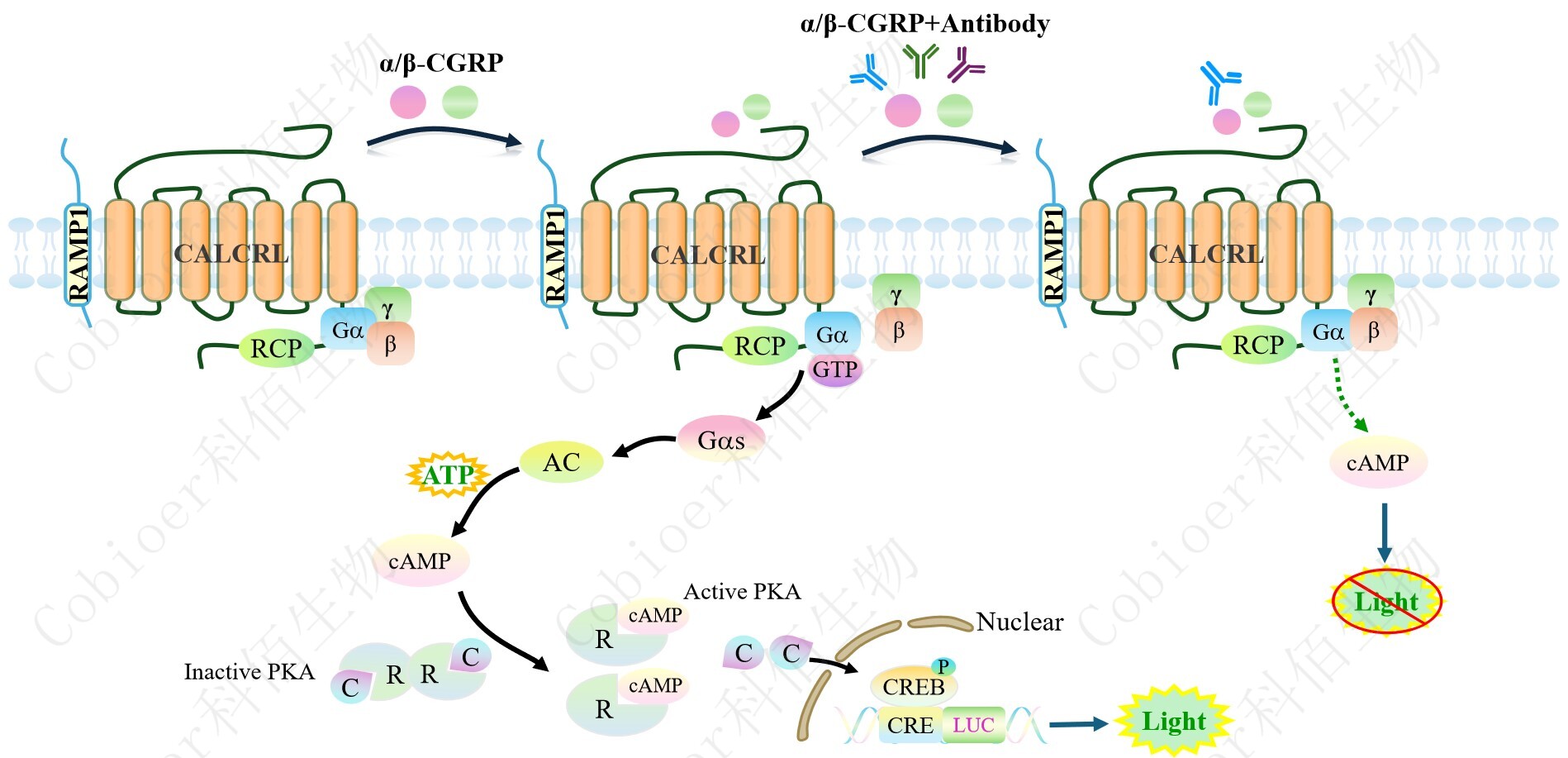 CALCRL&RAMP1 CRE-Luc HEK293_药靶模型_南京科佰生物科技有限公司