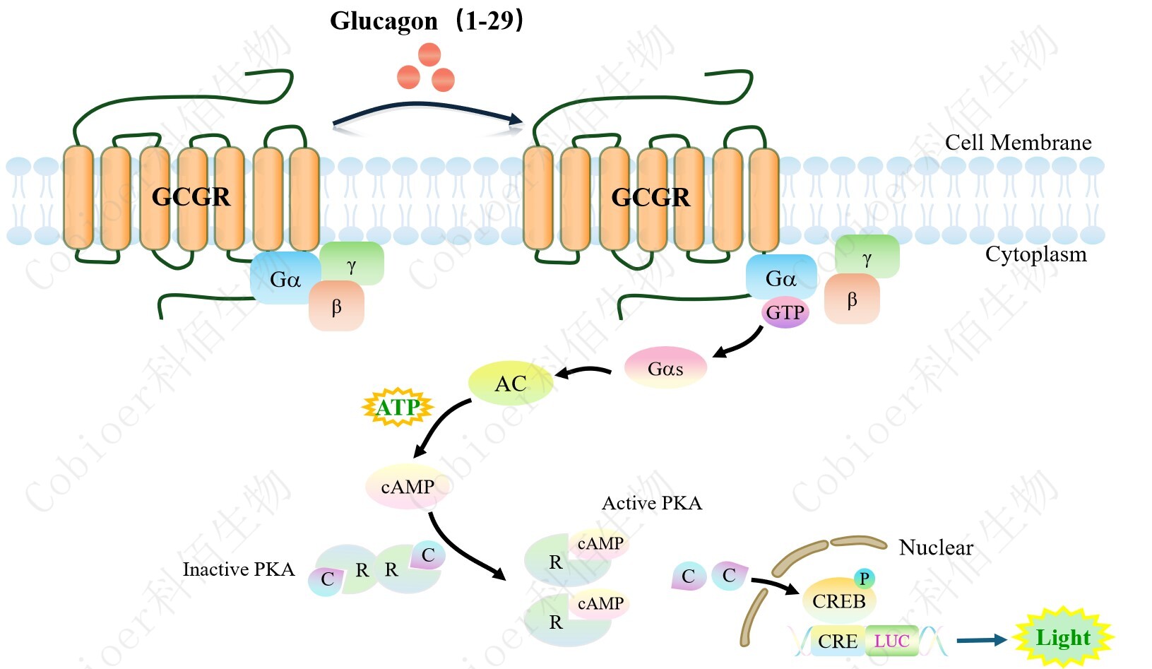 GCGR/CRE-Luc/HEK293_药靶模型_南京科佰生物科技有限公司